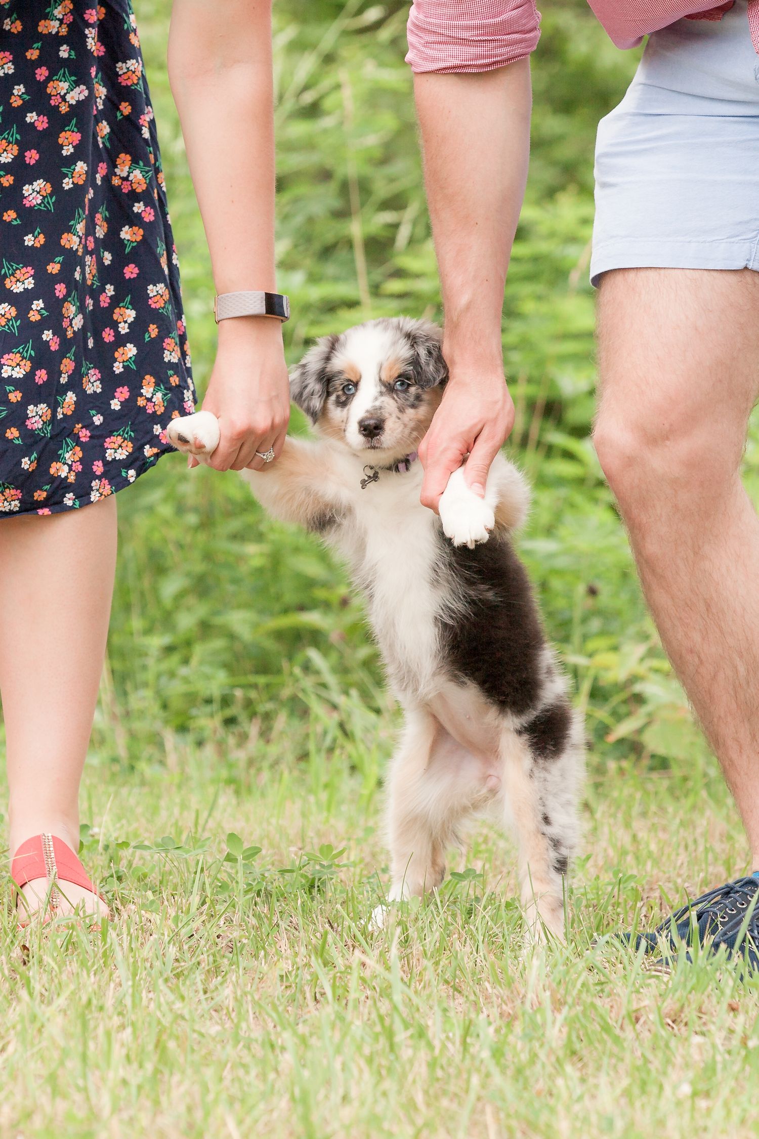 Puppy Gender Reveal! by Kelsey Quick Photography